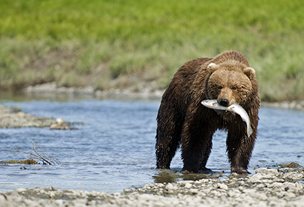 Ce inseamna cand visezi urs | Ursi in vis