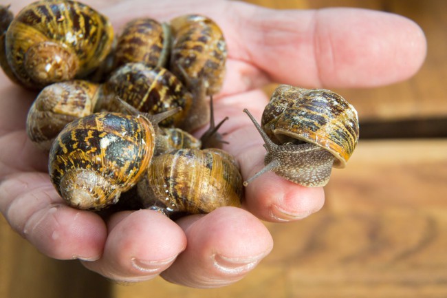 Cum te protejeaza melcii | DivaHair.ro