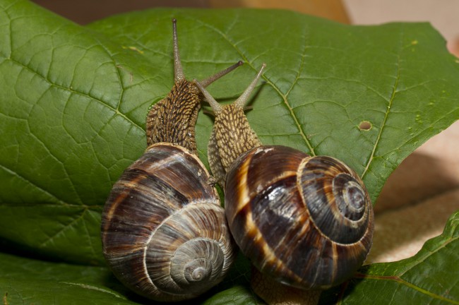 Cum te protejeaza melcii | DivaHair.ro