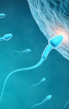 Calcul perioada fertila